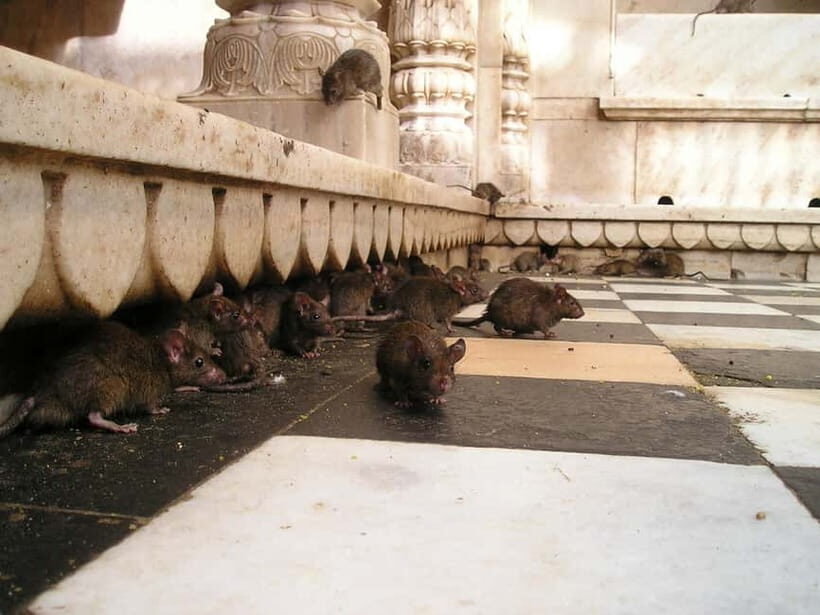 Bikaner to Jaisalmer: Junagarh Fort & Rat Temple Tour - The Sum Up