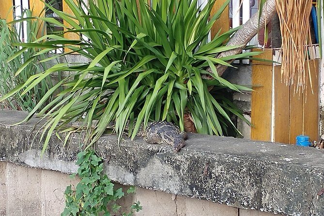 Bike & Bite with Boss: Discover Thonburi - Exploring Bangkok’s Thonburi by Bike and Foot