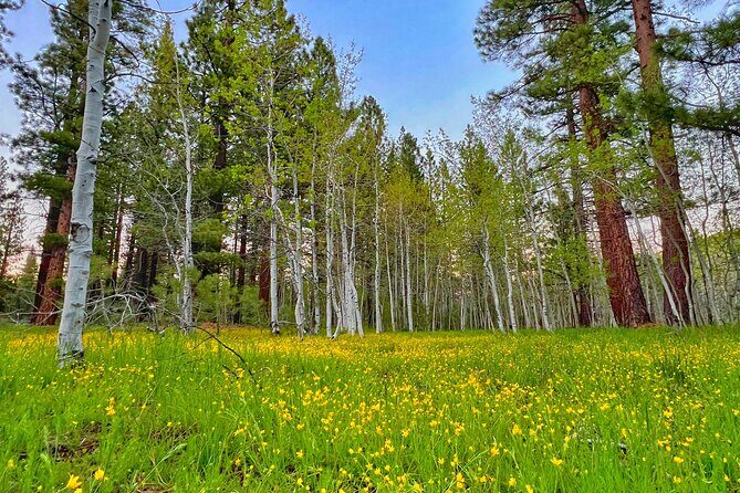 Bike Rental in South Lake Tahoe - Exploring the Bike Rental Experience in South Lake Tahoe