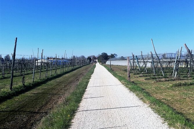 Bike Tour With Honey and Artichockes on Sant'Erasmo Island - Traveler Reviews