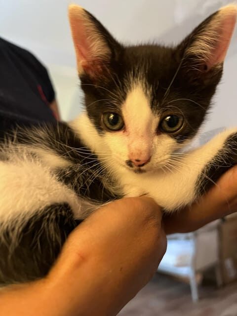 Bilbao: 30-Minute Entry Ticket to a Cat Café - Final Thoughts