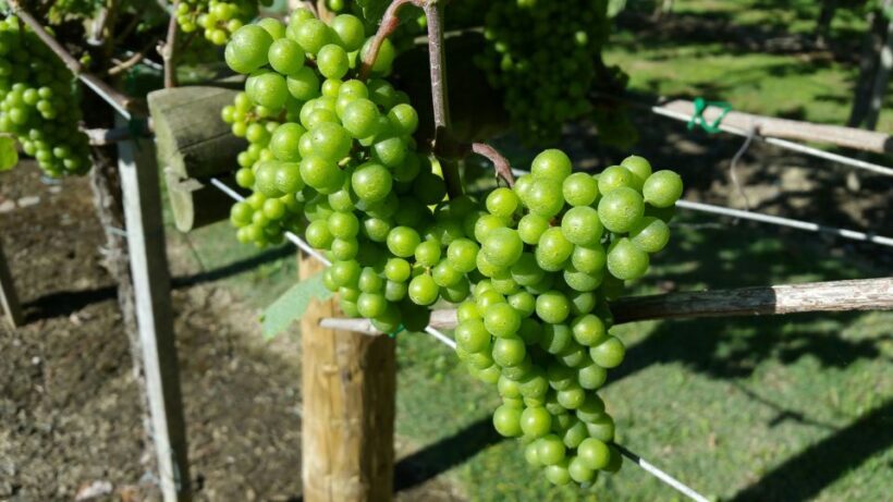 Bilbao: Guided Txacoli Wine Tasting - Exploring Bilbao’s Txakoli – A Practical Guide to the Tour