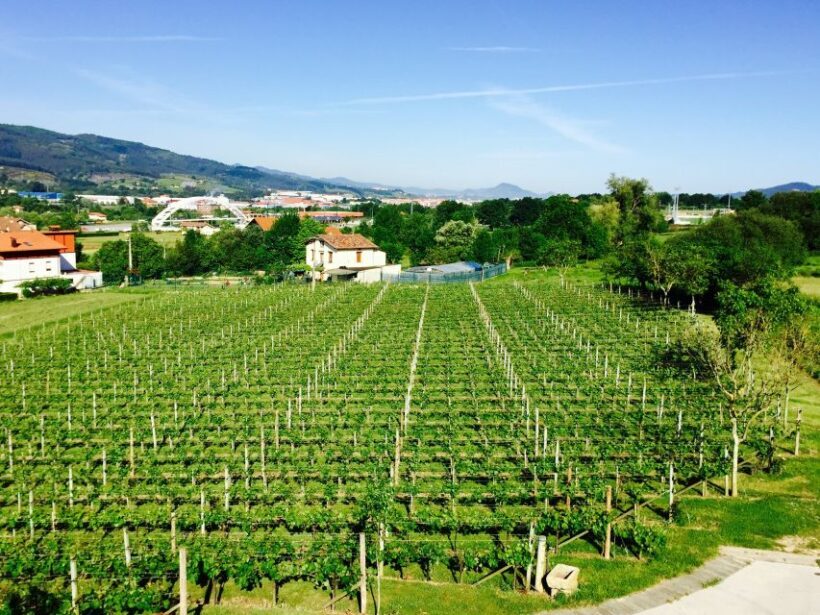 Bilbao: Guided Txacoli Wine Tasting - A Close Look at the Itinerary and Highlights