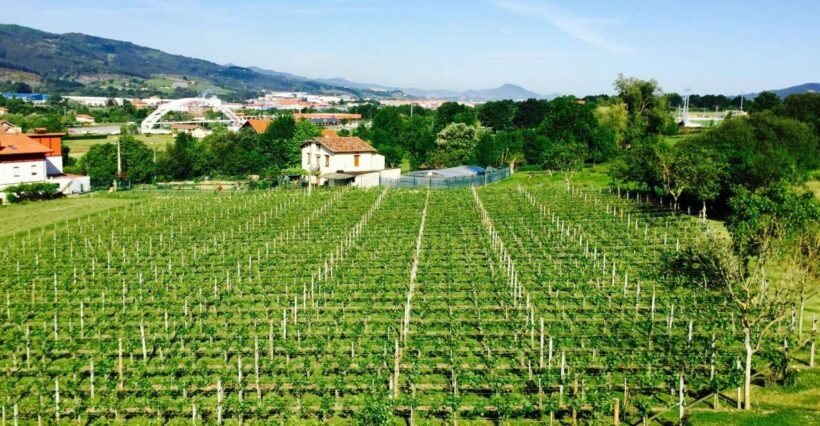 Bilbao: Guided Txacoli Wine Tasting - Analyzing the Value