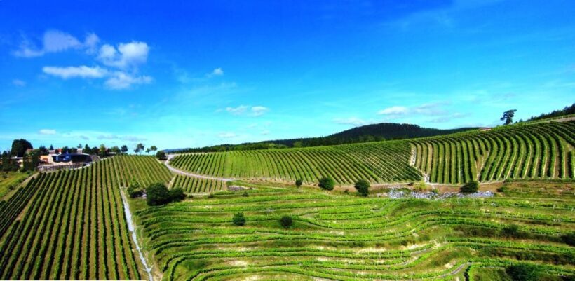 Bilbao Txakoli Wine Tour - Key Points