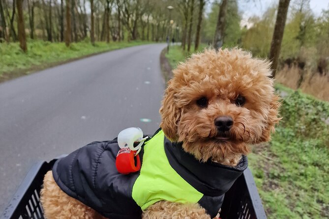Bills Bike Tour Amsterdam - Bike With Bill and Puppy Herman - Ensuring Safety and Accessibility