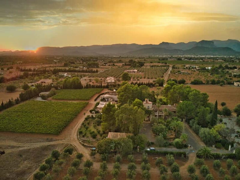Binissalem: Individual vineyard tour and wine tasting in German - Who Should Consider This Tour?