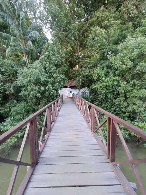 Bintan Mangrove OR Fireflies Tour - The Itinerary in Detail