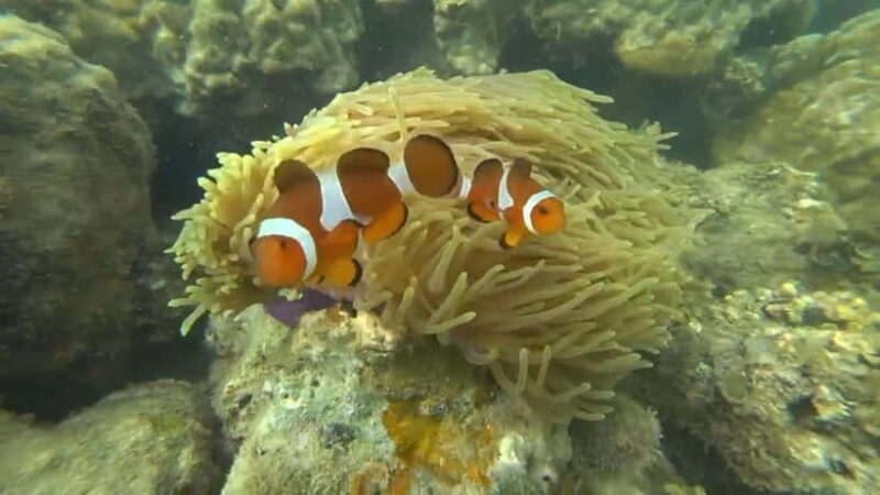 Bintan Snorkeling - Transport and Timing: Why It Matters