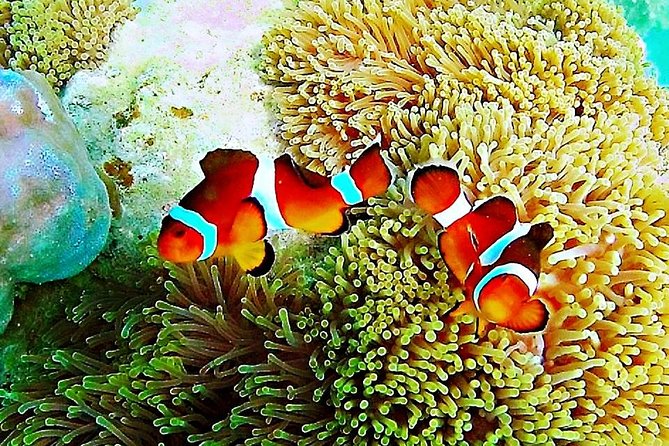 Bintan Snorkeling Tour - Bintan Snorkeling Tour Review: An Authentic Underwater Adventure