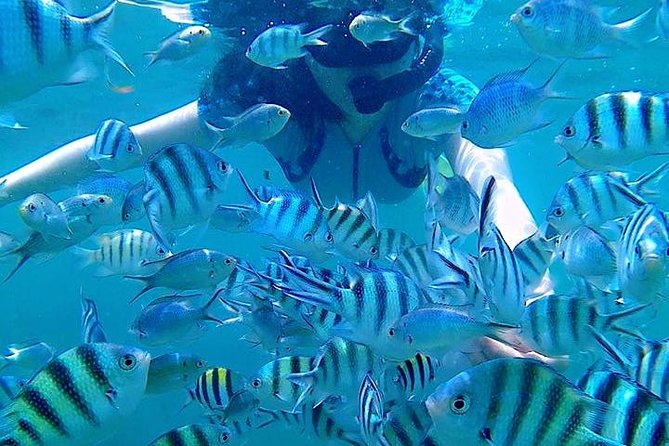 Bintan Snorkeling Tour - Transportation and Timing