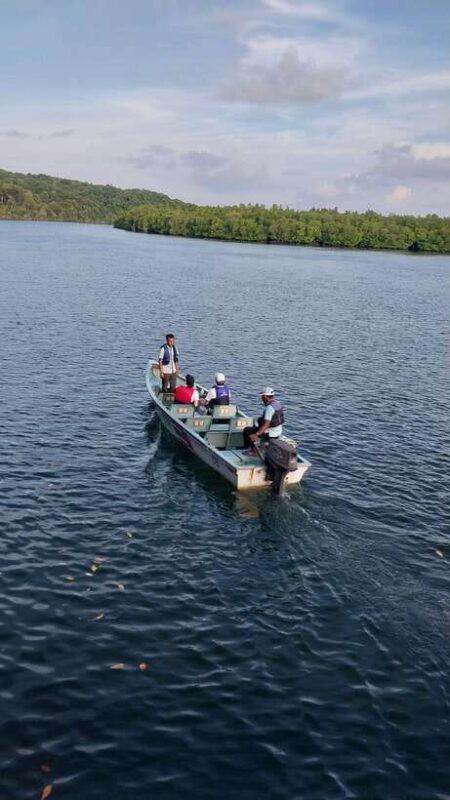 Bintan Tour Mangrove or Fireflies - Exploring Bintan’s Mangrove Ecosystem