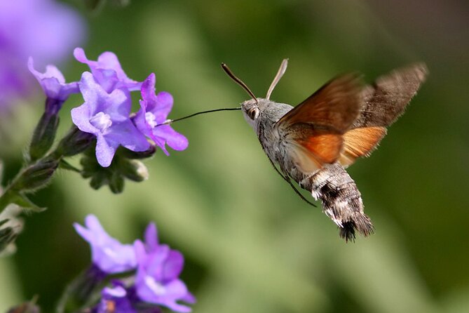 Biokovo Skywalk - Tour Inclusions and Personalized Experiences