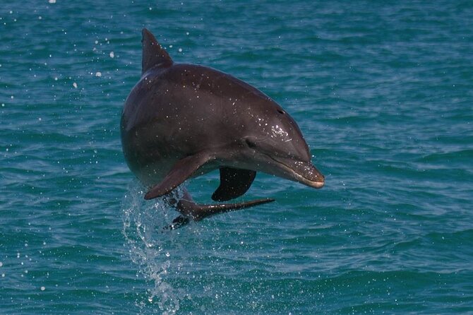Biologist Owned & Operated: Dolphin Watching & Guided Snorkeling - Exploring the Experience: What You Can Expect
