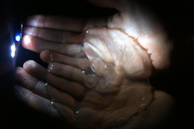 Bioluminescence Tour & Sunset River Cruise - Experience Highlights