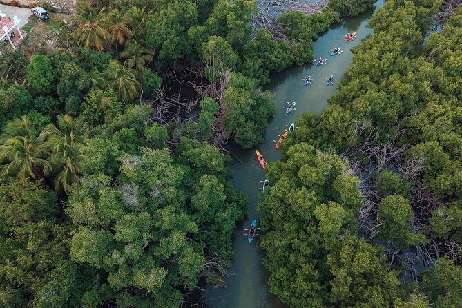 Bioluminescent Bay Night Kayaking Adventure in Puerto Rico - The Sum Up