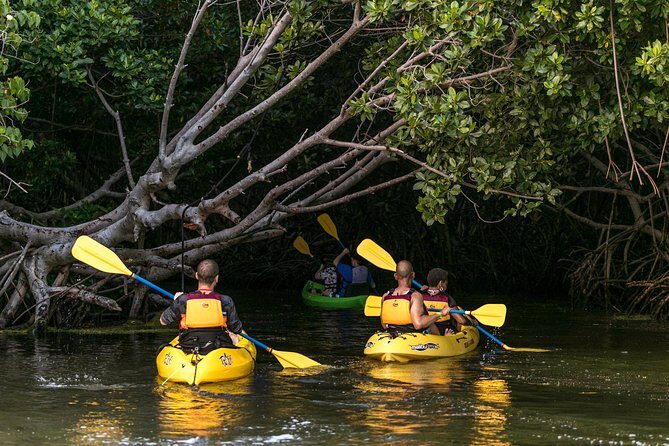 Bioluminescent Bay Night Kayaking, Fajardo - Who Will Love This Tour?