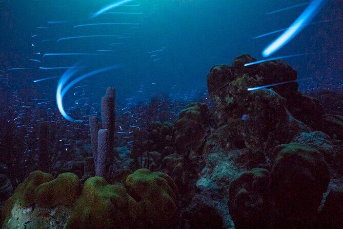 Bioluminescent Night Snorkeling - Key Points