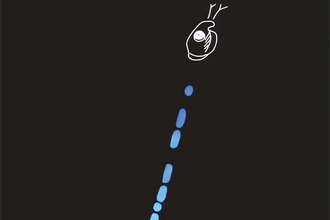 Bioluminescent Night Snorkeling - What Travelers Say