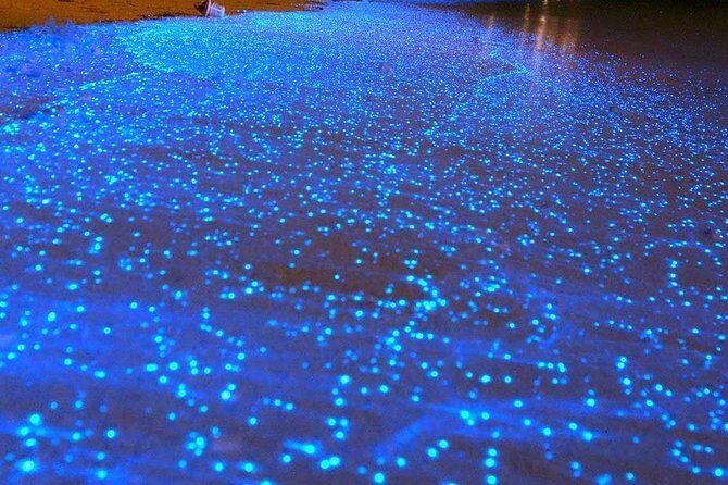 Bioluminescent Night Tour - Key Points