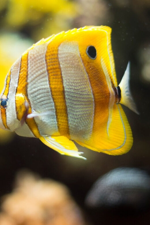 Bioparc Aquarium of Gijon Entry Ticket - Final Thoughts: Is It Worth It?