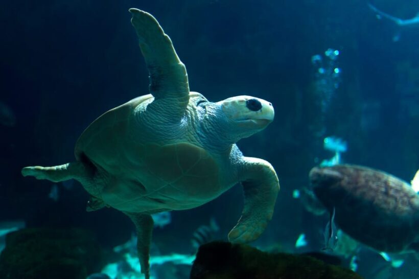 Bioparc Aquarium of Gijon Entry Ticket - Frequently Asked Questions