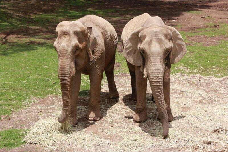 Bioparque Estrella Safari Experience Ticket - An Overview of What to Expect