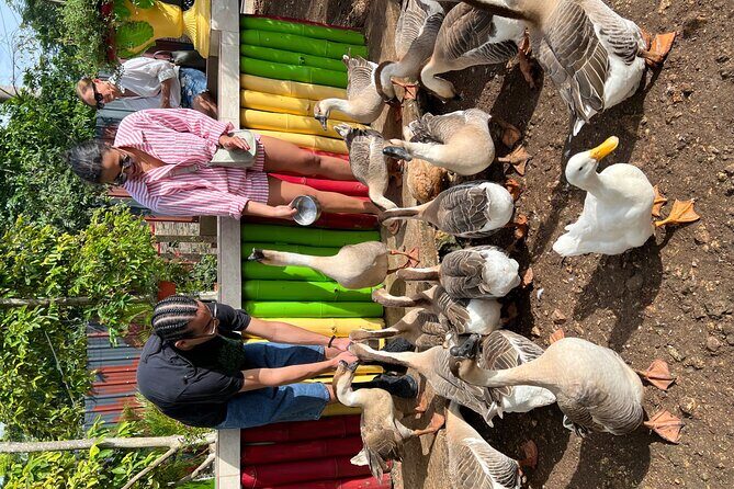 Bird & Animal Encounter in Montego Bay Feed,Hold & Snap Pics! - FAQ