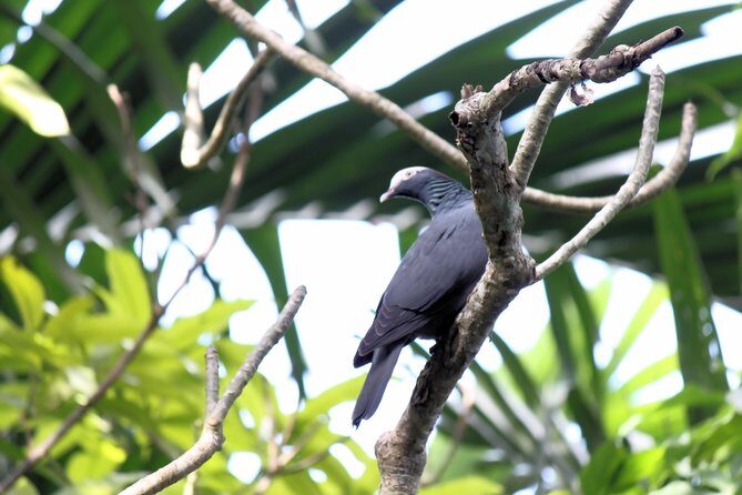 Bird Feeding Sanctuary & Montego Bay Highlight Tour - Introduction