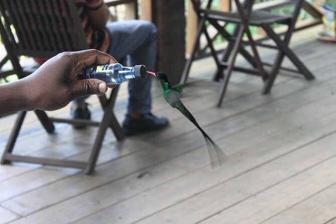 Bird Feeding Sanctuary & Montego Bay Highlight Tour - Key Points