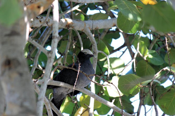 Bird Feeding Sanctuary & Montego Bay Highlight Tour - Analyzing the Value