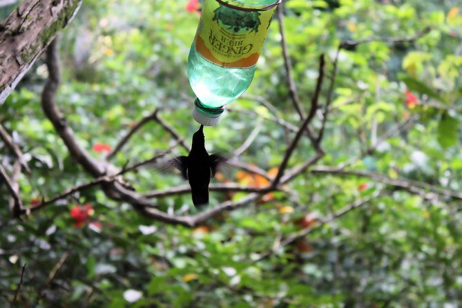 Bird Feeding Sanctuary & Montego Bay Highlight Tour - Who Will Enjoy This Tour?