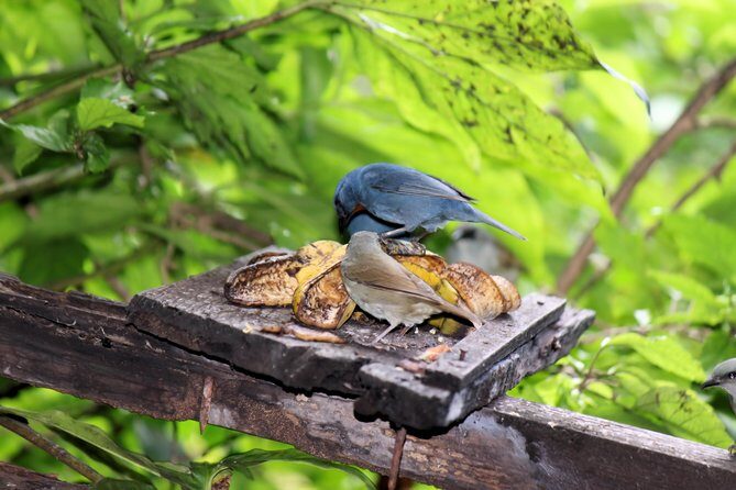 Bird Feeding Sanctuary & Montego Bay Highlight Tour - The Sum Up