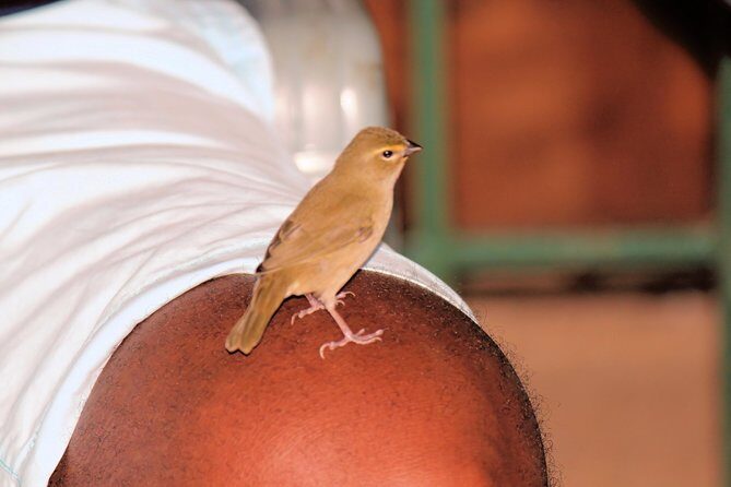 Bird Feeding Sanctuary & Montego Bay Highlight Tour - FAQ