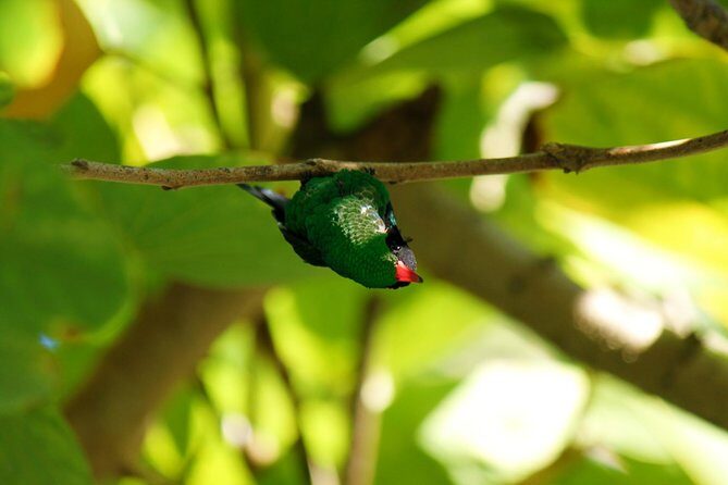 Bird Feeding Sanctuary, Montego Bay Highlights and Columbus Park Day Adventure - An In-Depth Look at the Tour Itinerary