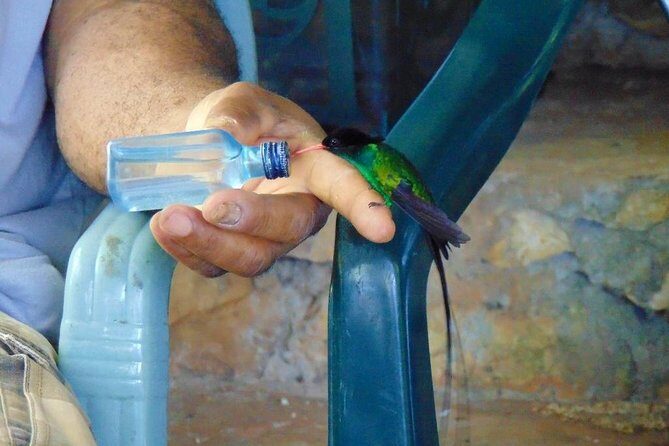 Bird Feeding Sanctuary, Montego Bay Highlights and Columbus Park Day Adventure - Who Will Enjoy This Tour?