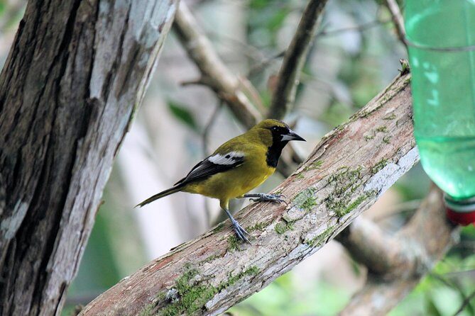 Bird Feeding Sanctuary, Montego Bay Highlights and Columbus Park Day Adventure - FAQ