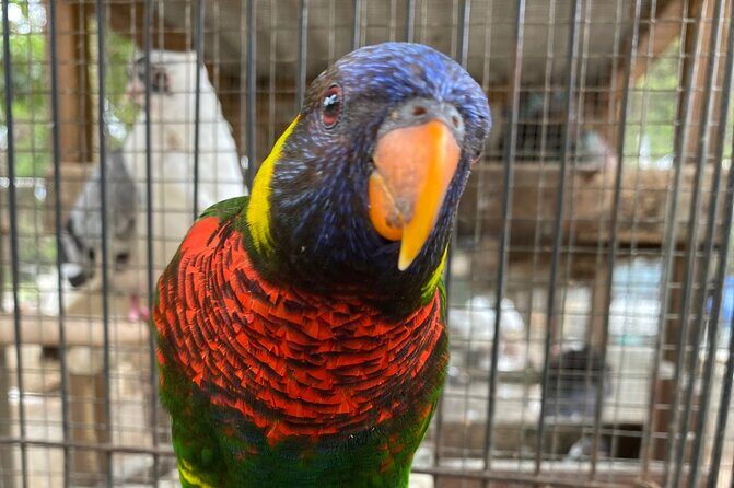 Bird Sanctuary and Montego Bay City Tour - What’s Included and What’s Not