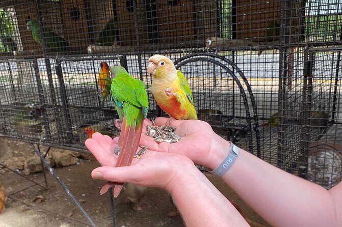 Bird Sanctuary and Montego Bay City Tour - Authentic Experiences and a Guide Who Cares