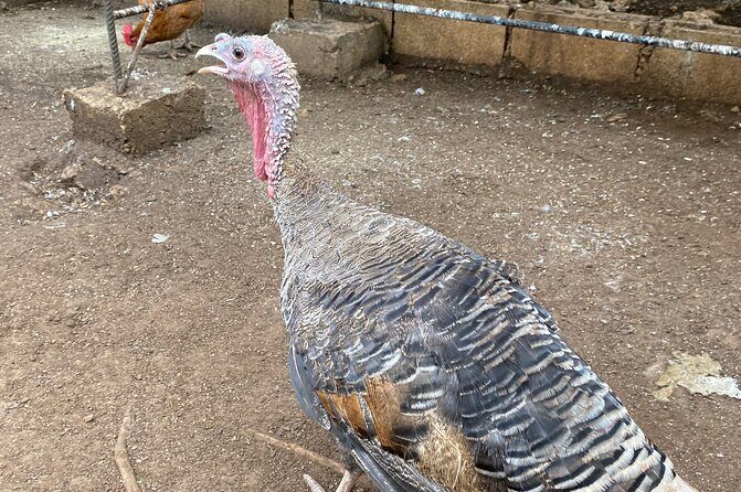 Bird Sanctuary and Montego Bay City Tour - Who Will Love This Tour?