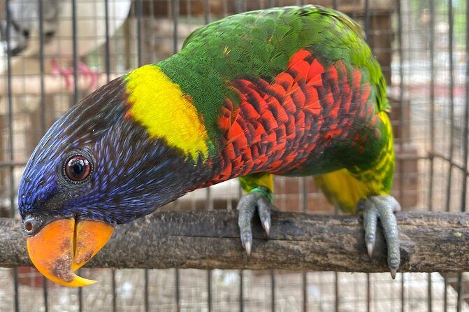 Bird Sanctuary and Montego Bay City Tour - Final Thoughts: Is It Worth It?