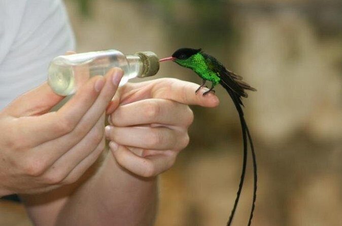 Bird Sanctuary (Montego Bay) Jamaica - What’s Included and What’s Not