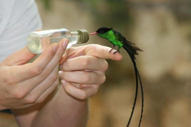 Bird Sanctuary (Montego Bay) Jamaica - Understanding the Value