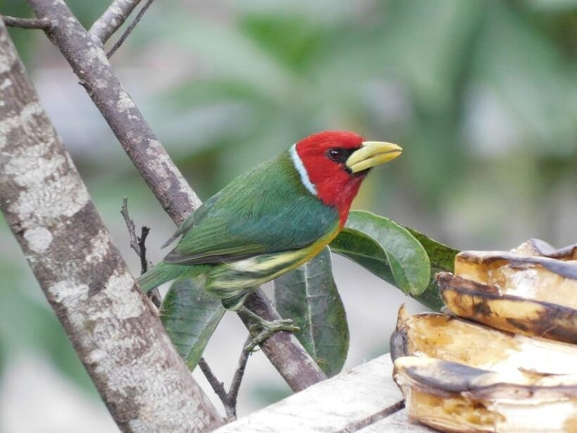 Bird watching ALL included - From Medellín - Introducing the Experience