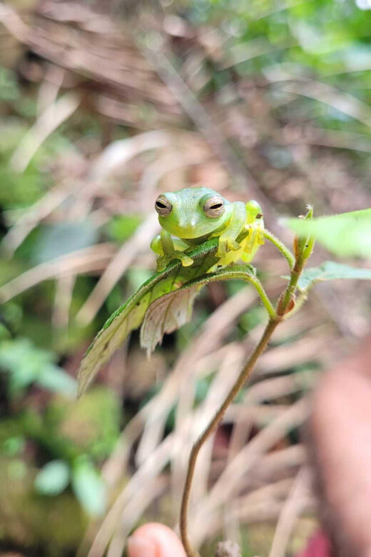 Bird watching ALL included - From Medellín - Key Points