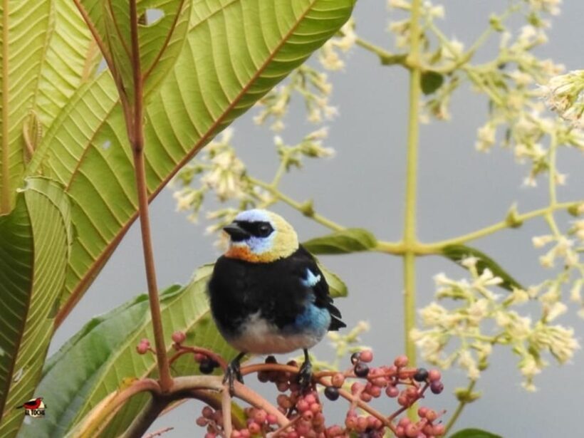 Bird watching ALL included - From Medellín - Itinerary Breakdown and What You Can Expect