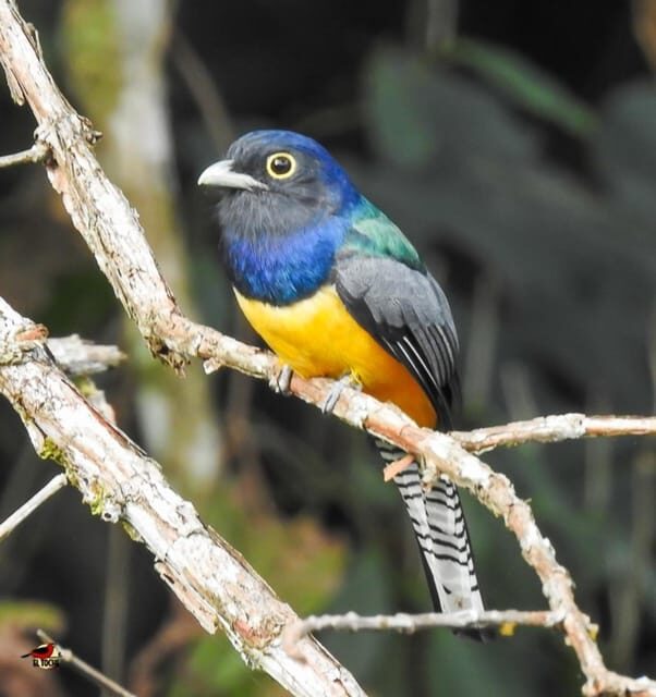 Bird watching ALL included - From Medellín - Analyzing the Value