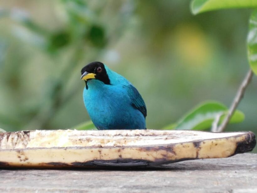 Bird watching ALL included - From Medellín - What Travelers Say