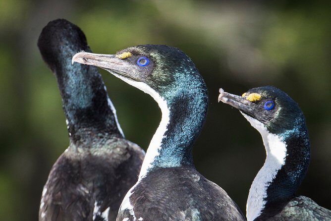 Bird Watching and Dolphin Eco-Tour from Picton - FAQ