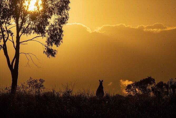 Bird watching and photography around Bathurst, Australia - Key Points